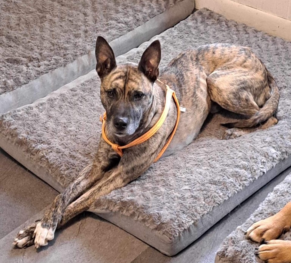 3-14-24 Adopt Rico – Animal Aid of Branch County